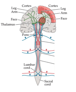 Neurological Foundations of Sensory Integration - Quiz, Flashcards & Trivia
