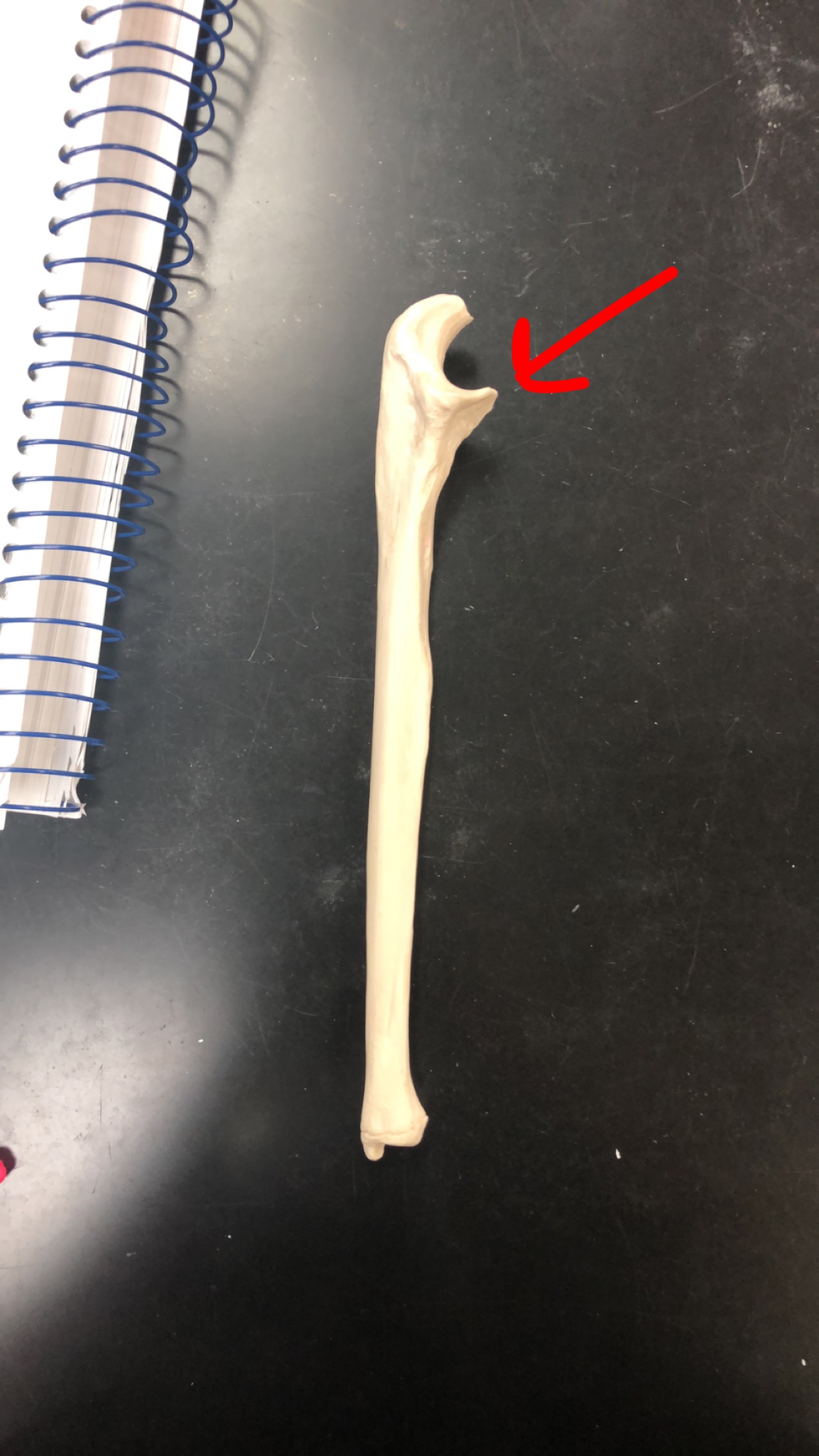 Human Anatomy Practical