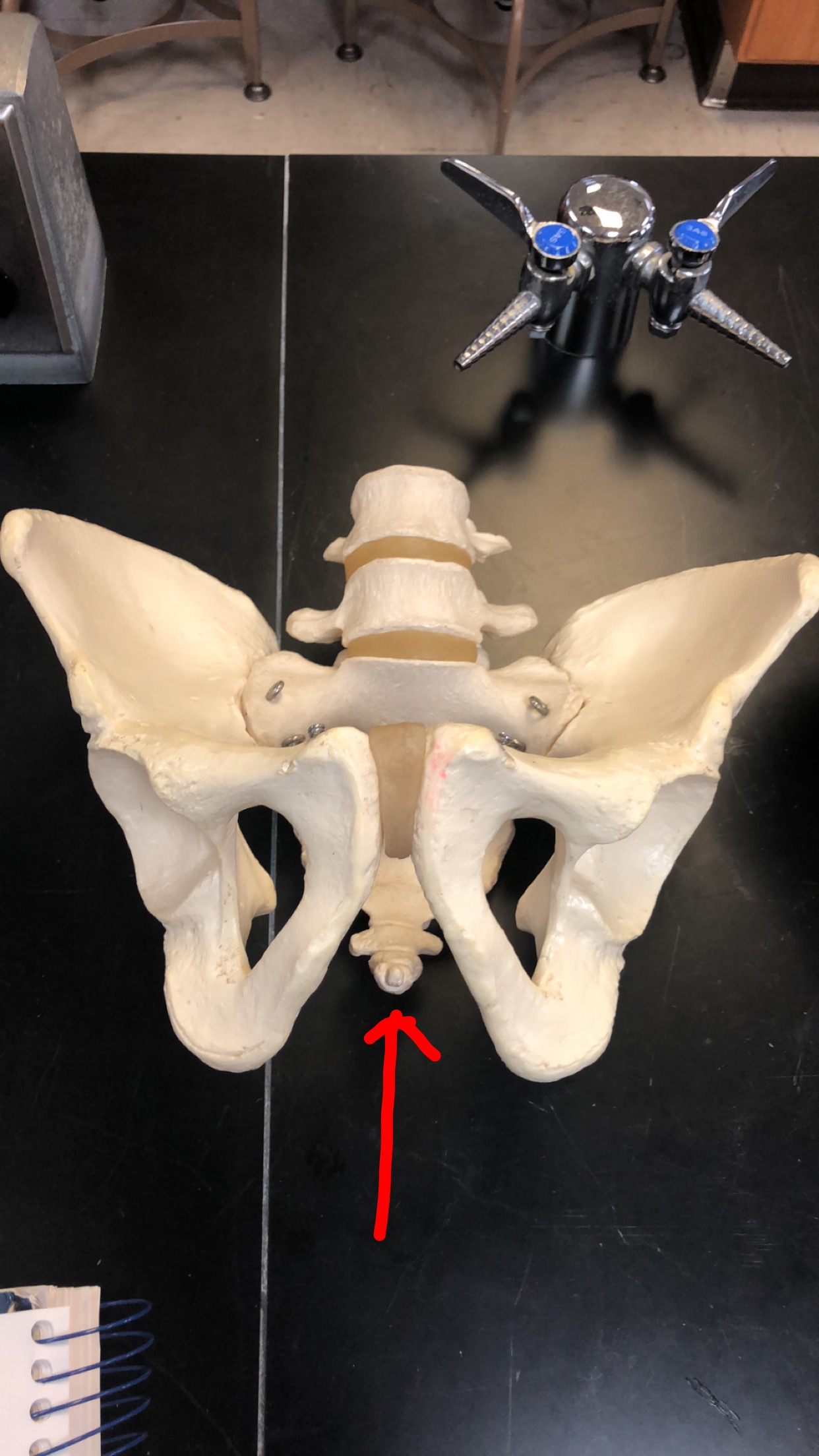 Human Anatomy Practical