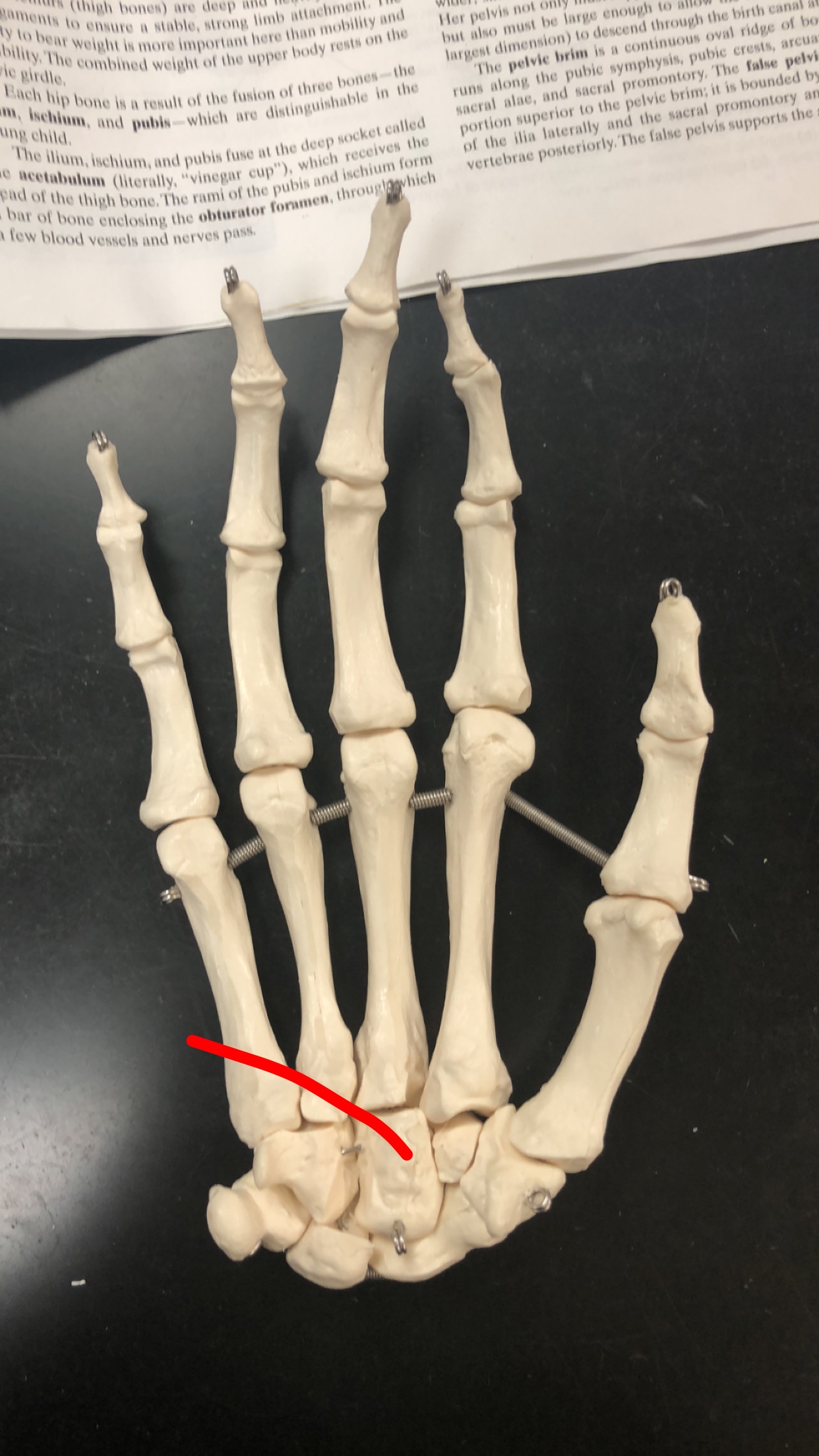 Human Anatomy Practical