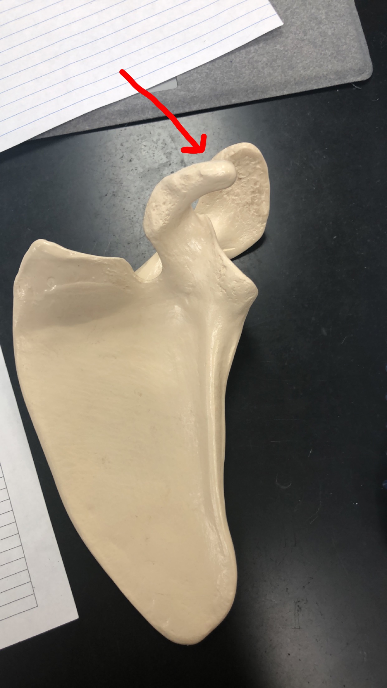 Human Anatomy Practical