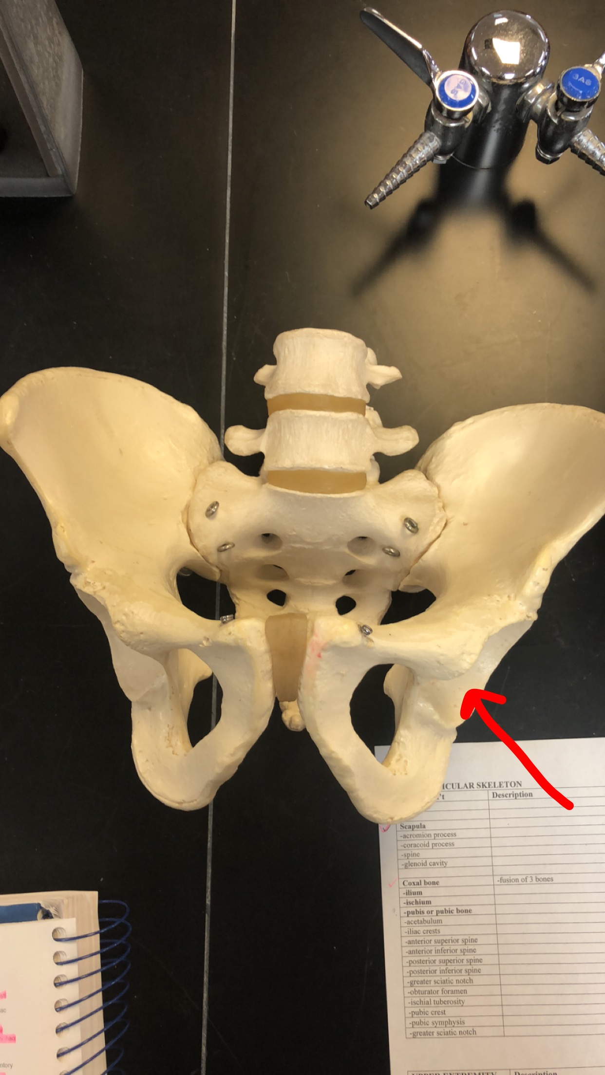 Human Anatomy Practical