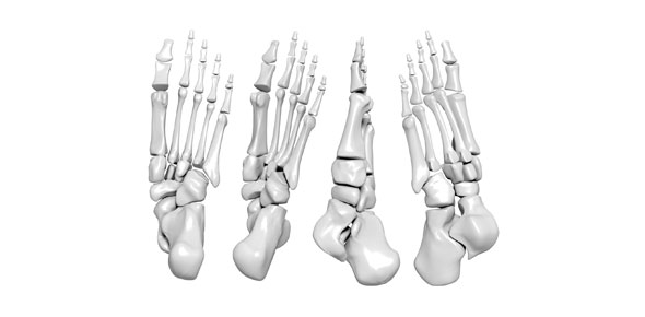 Bone Markings Quiz ProProfs Quiz