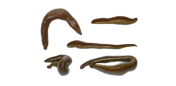Biology Quiz On Annelids! - ProProfs Quiz