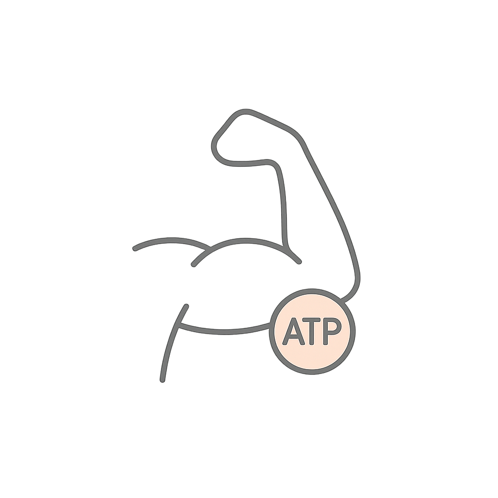 Understanding Muscle Contraction and ATP Production - Quiz, Flashcards ...