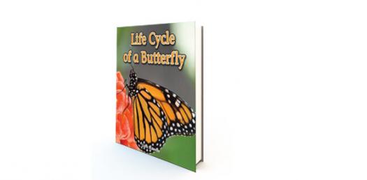 Butterfly Life Cycle 1st Grade Test - ProProfs Quiz