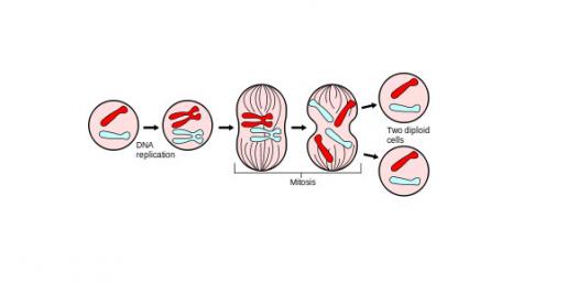 Mitosis And The Cell Cycle Quiz - ProProfs Quiz