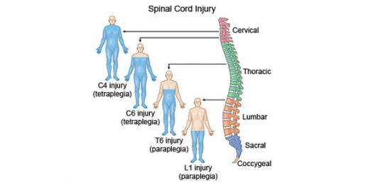 Block 5 Neuro, Spinal Cord And Dps, MCQ's - ProProfs Quiz