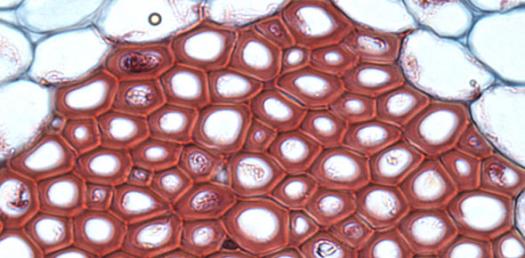 Identify Tissues Quiz - ProProfs Quiz