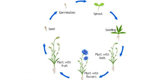 Quiz Parts And Functions Of The Plant ProProfs Quiz