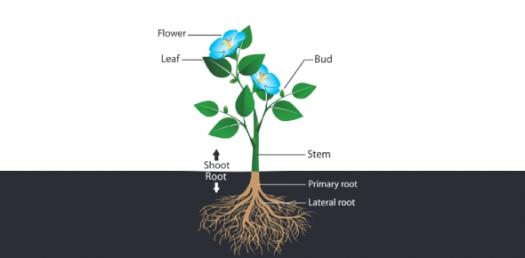 Plant Parts And Functions Trivia Quiz ProProfs Quiz