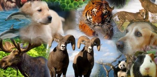 What Animal Would Your Daemon Settle As? - ProProfs Quiz