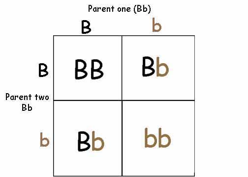 Heredity, Punnett Squares and Pedigree Charts - Quiz, Trivia & Questions