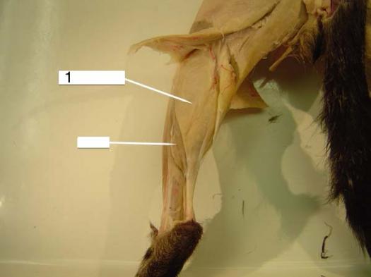 Sartorius Muscle Cat