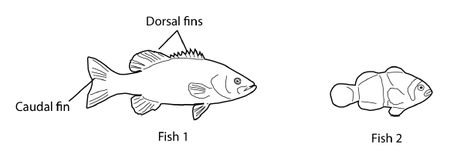 Identification - Dichotomous Keys