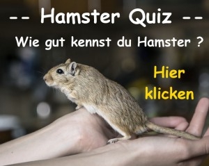 Top Hamster Quizzes, Trivia, Questions & Answers - ProProfs Quizzes