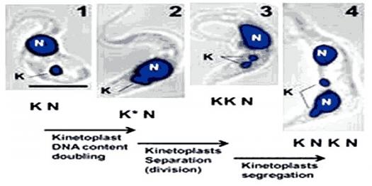 Kinetoplastida Quiz - ProProfs Quiz
