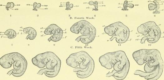 Embryology - ProProfs Quiz
