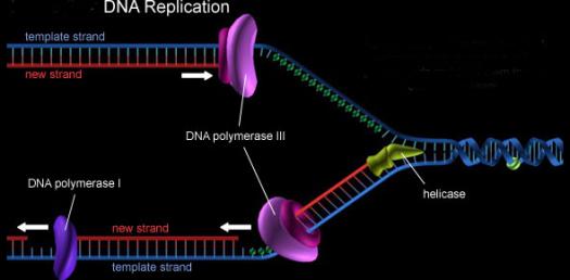 Knowledge Class Dna Replication