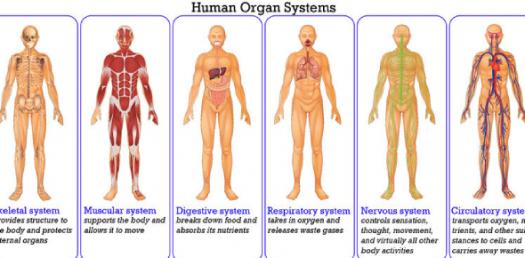 The Human Body System Quiz ProProfs Quiz