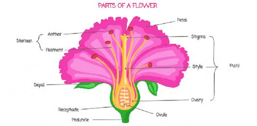 Plant Quiz Anatomy Of A Flower ProProfs Quiz Plant Quiz Anatomy Of A Flower ProProfs Quiz