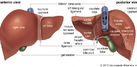 Sanders Exam Prep (Liver) - ProProfs Quiz