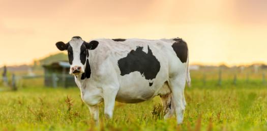 This Quiz Is All About Cows - ProProfs Quiz