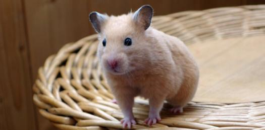 Are You A Good Hamster Owner? - ProProfs Quiz