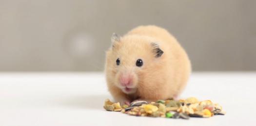 Hamster Quiz! - ProProfs Quiz