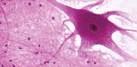 The Basic Histology Quiz! - ProProfs Quiz