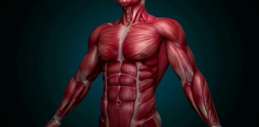 Quiz Questions Over Muscular System ProProfs Quiz