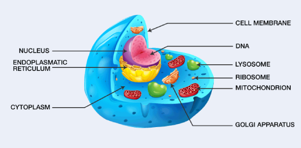 Grade 8 Cells And Systems Quiz - Trivia & Questions
