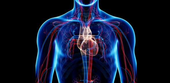 Circulatory System Quiz: MCQ Questions & Answers - Quiz & Trivia