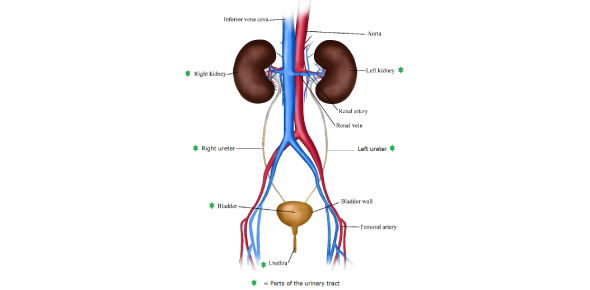 Anatomy and Physiology Quiz: The Urinary System! - Quiz & Trivia