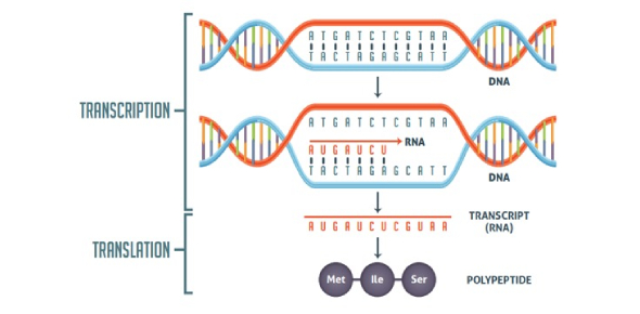 Transcription and Translation Quiz with Answers | Attempts: 78697 ...