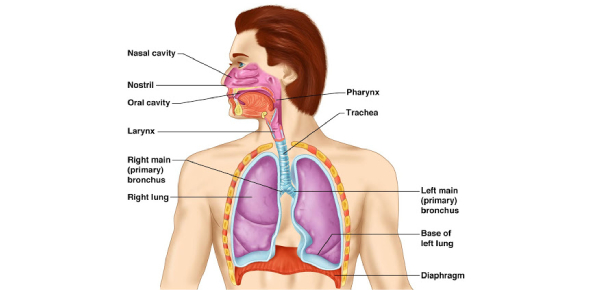 Respiratory System Anatomy: MCQ Quiz! - Quiz & Trivia