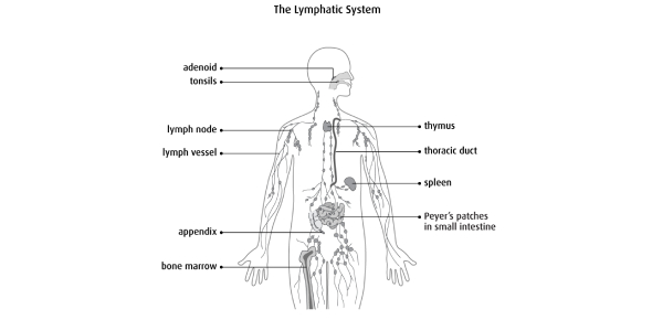 Lymphatic System Review Questions