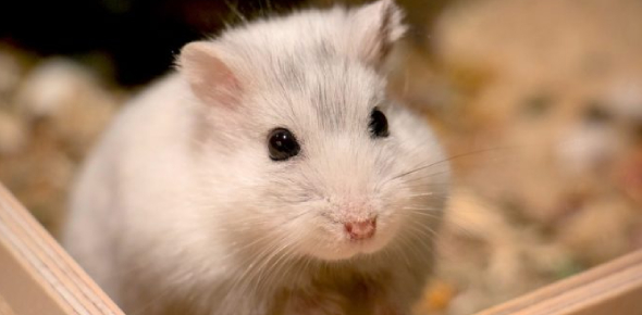 Hamster Quiz! - ProProfs Quiz