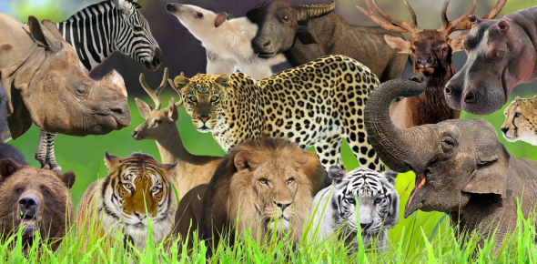 What Animal Do I Look Like Quiz - ProProfs Quiz