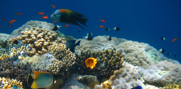 A Quiz About Marine Life - ProProfs Quiz
