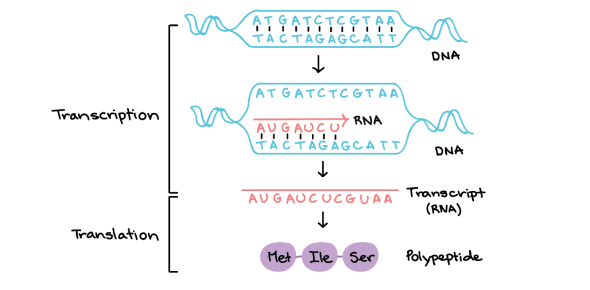 Biology Test: Transcription And Translation - ProProfs Quiz