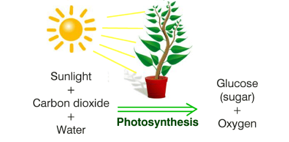 Quiz: Photosynthesis In Green Plants! - ProProfs Quiz