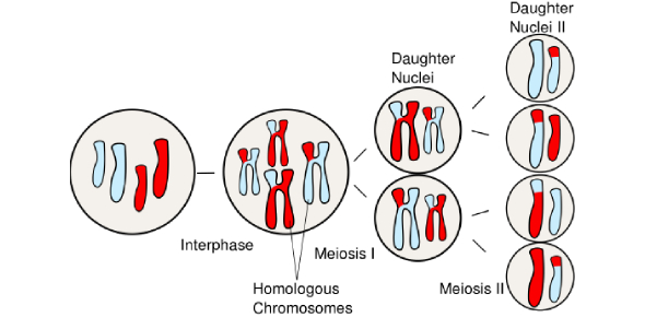 Meiosis Stages Quiz Questions And Answers - ProProfs Quiz