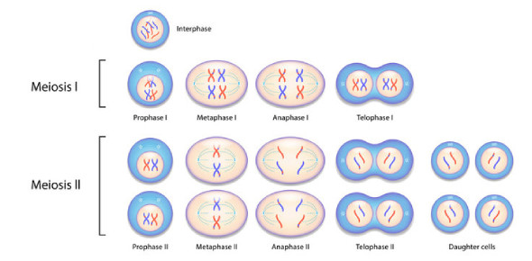 Biology- Meiosis Stages Quiz - ProProfs Quiz
