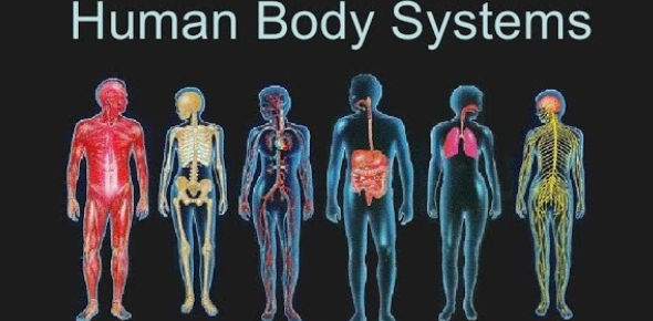 Human Body Systems Quiz With Answers - ProProfs Quiz