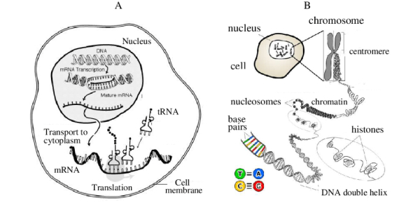 Quiz: Test Your Protein Synthesis Knowledge - ProProfs Quiz