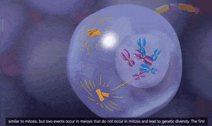 Mutation, Reproduction And Cell Division - ProProfs Quiz