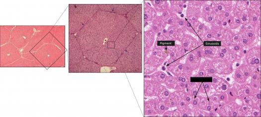 Recapitulation Of Histological Slides MCQ Test - Quiz, Trivia & Questions