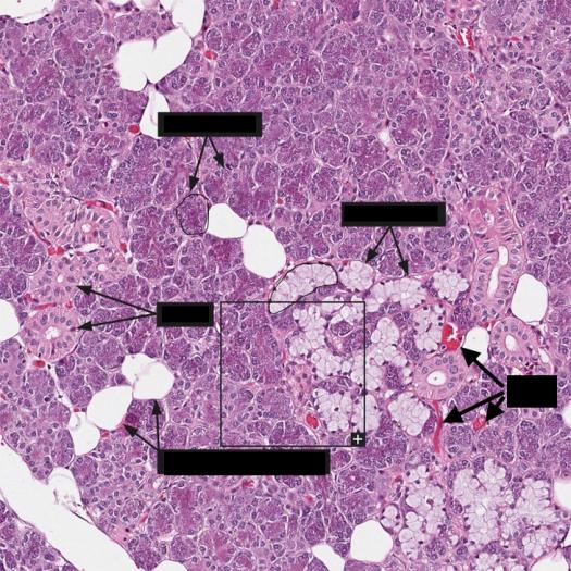 Recapitulation Of Histological Slides MCQ Test - Quiz, Trivia & Questions