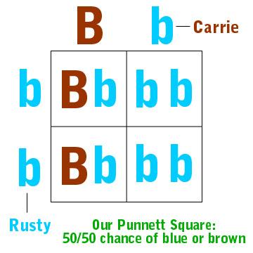Heredity, Punnett Squares and Pedigree Charts - Quiz, Trivia & Questions